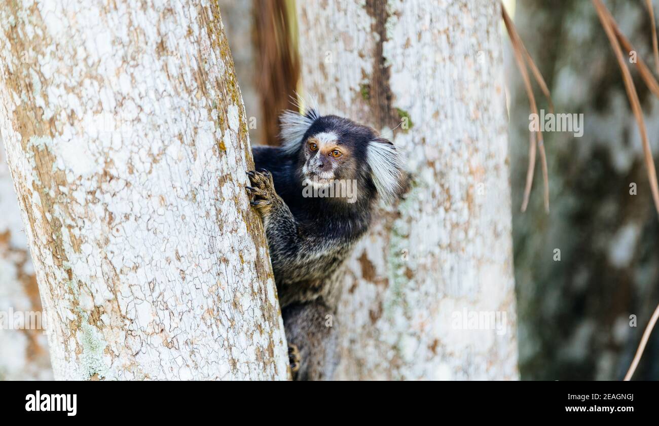 Brazilian titi monkey Callithrix jacchus in the Botanical Garden of Rio ...