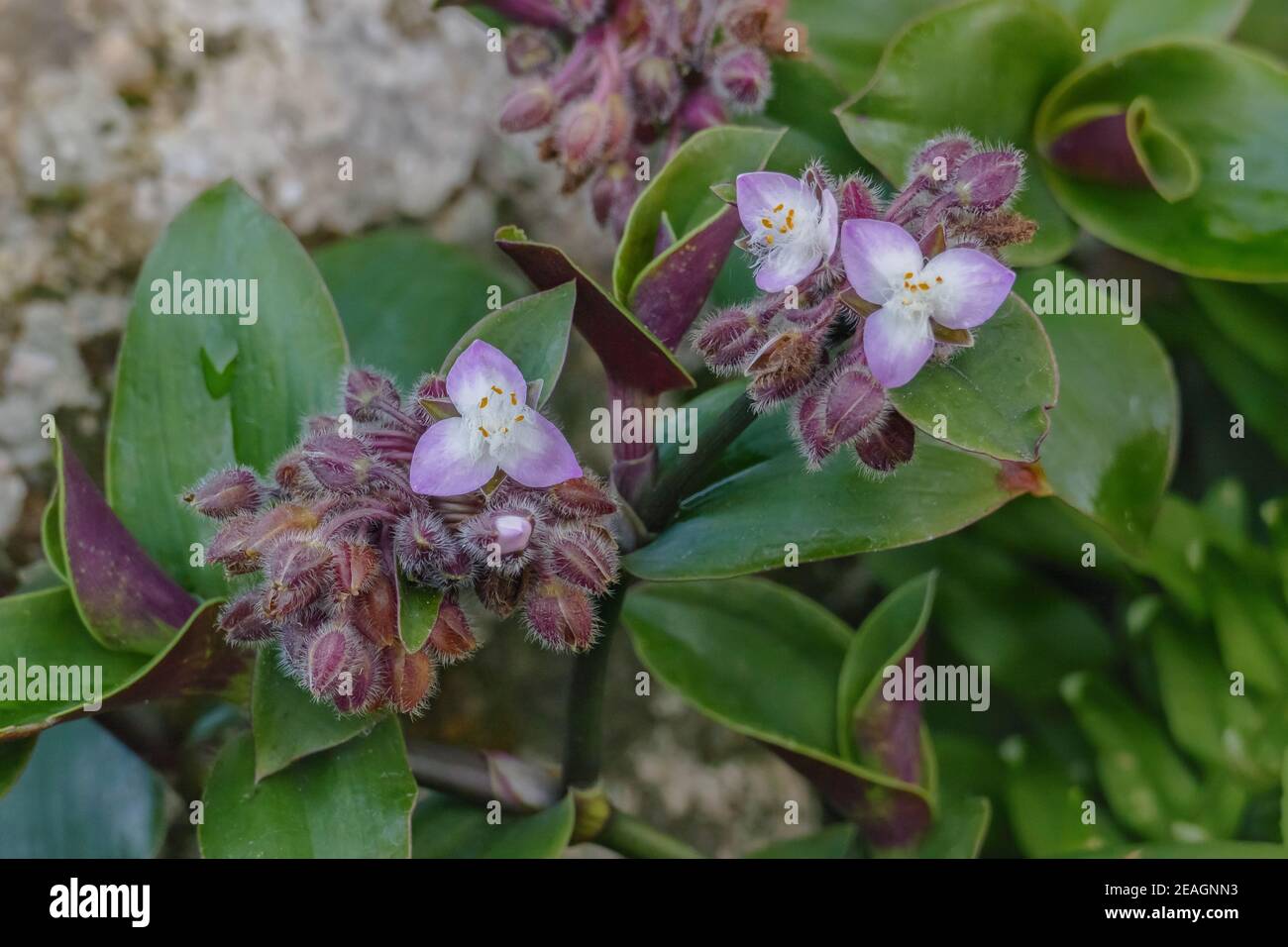 tradescantia cerinthoides Kunth or moss inch plant with flowers ...