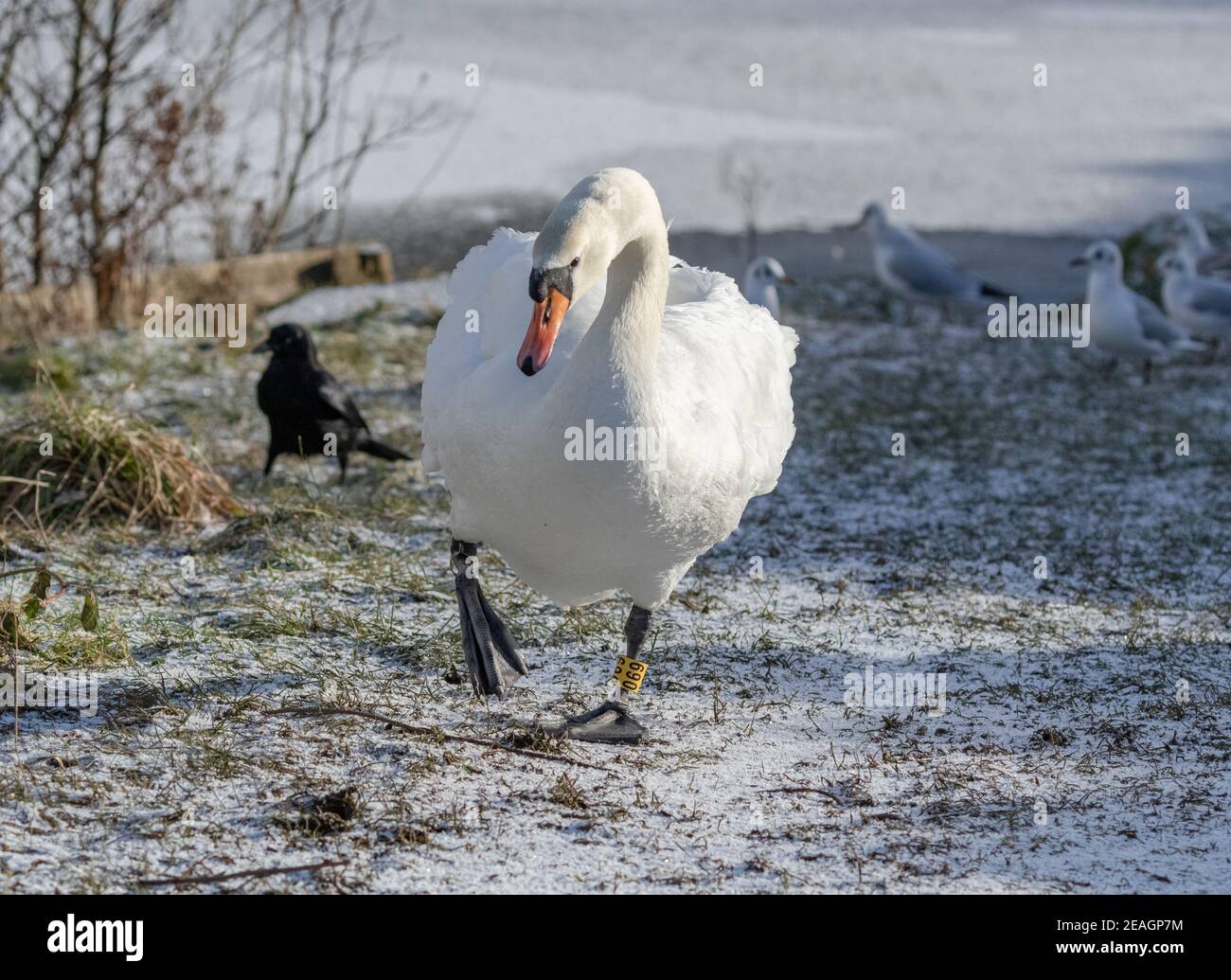 Swan with ringed leg hi-res stock photography and images - Alamy