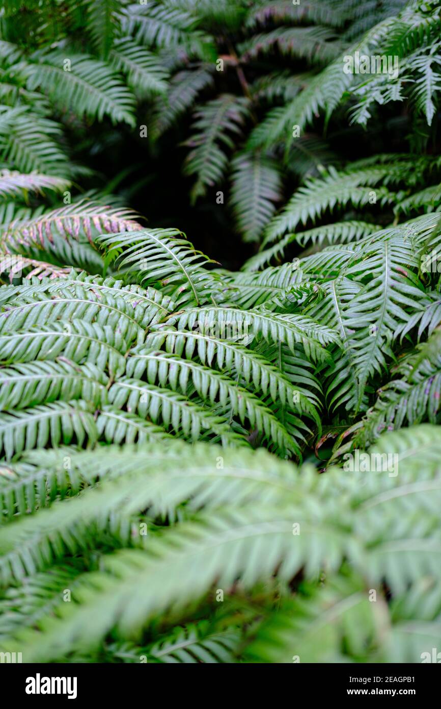 Fern macro or close up, Ferns wallpaper, natural desktop, leaves ...