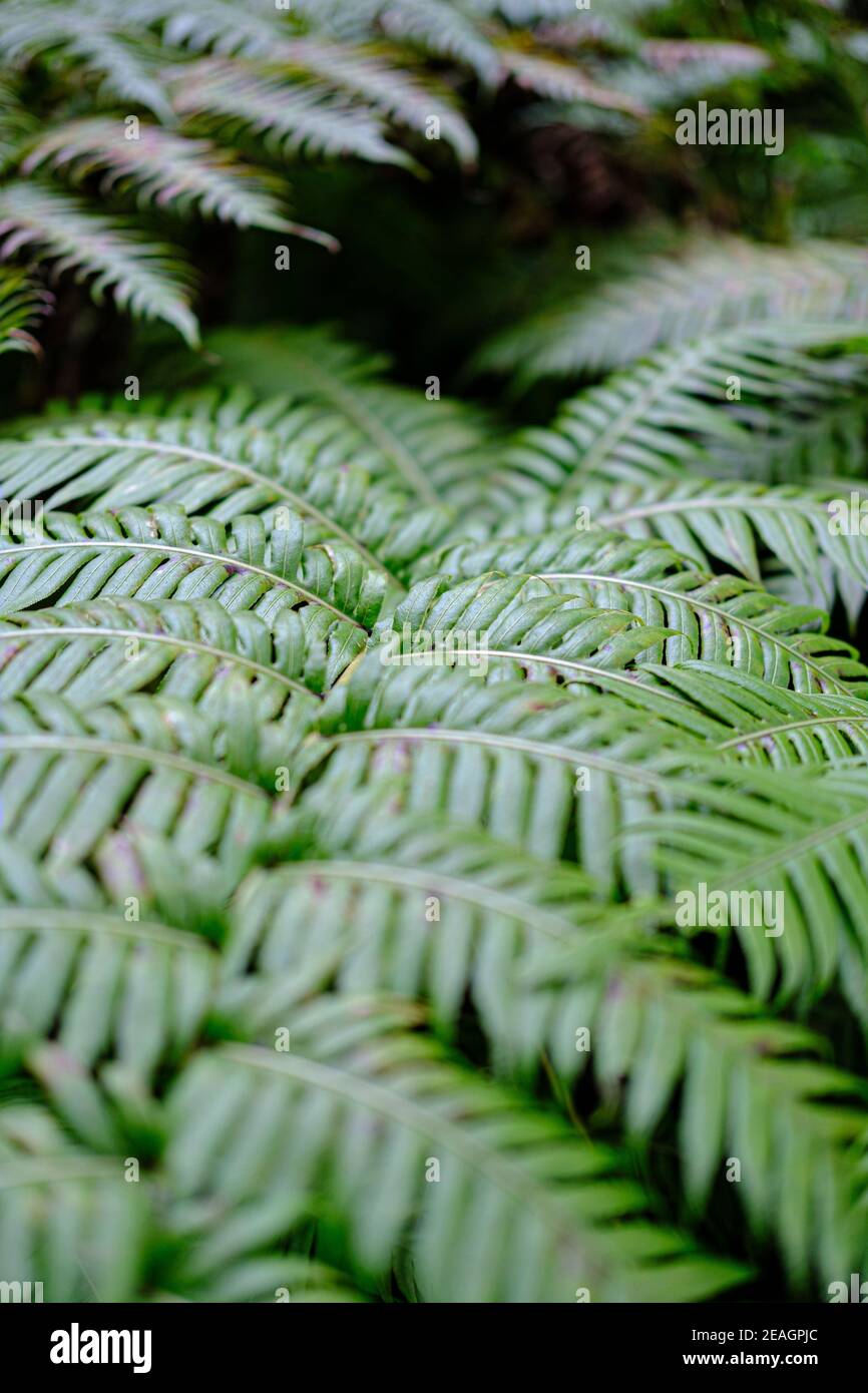 Fern macro or close up, Ferns wallpaper, natural desktop, leaves ...