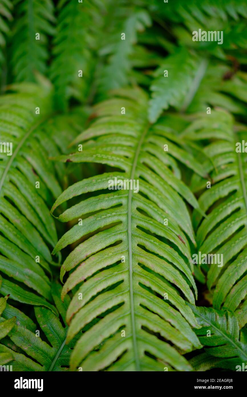 Fern macro or close up, Ferns wallpaper, natural desktop, leaves ...