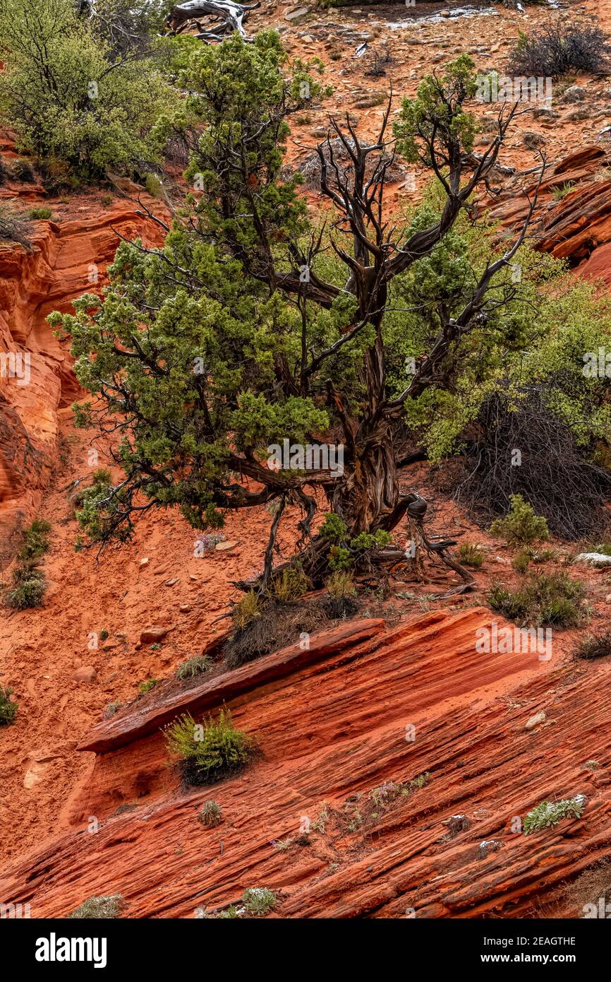 Juniper osteosperma needles hi-res stock photography and images - Alamy