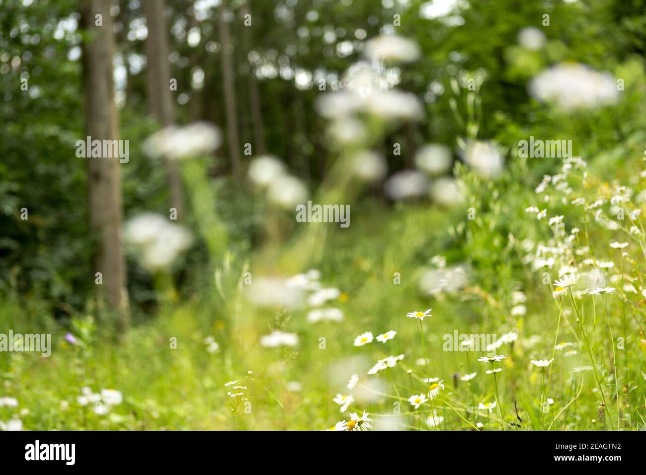 Dreamy nature scene of blurred white wildflowers in a forest - hopeful ...