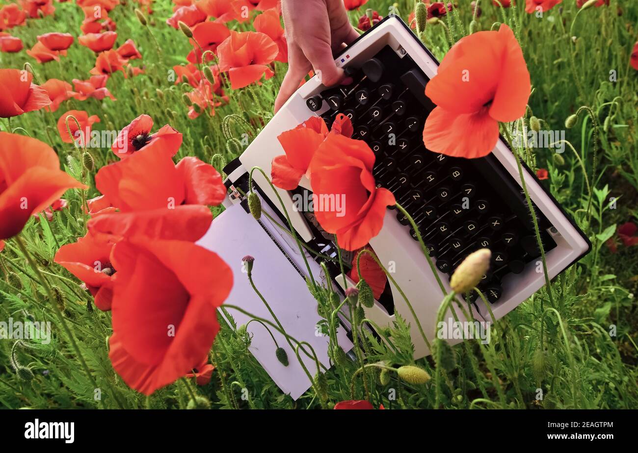 Red poppy Anzac Day, Remembrance, Remember, Memorial day Stock Photo ...