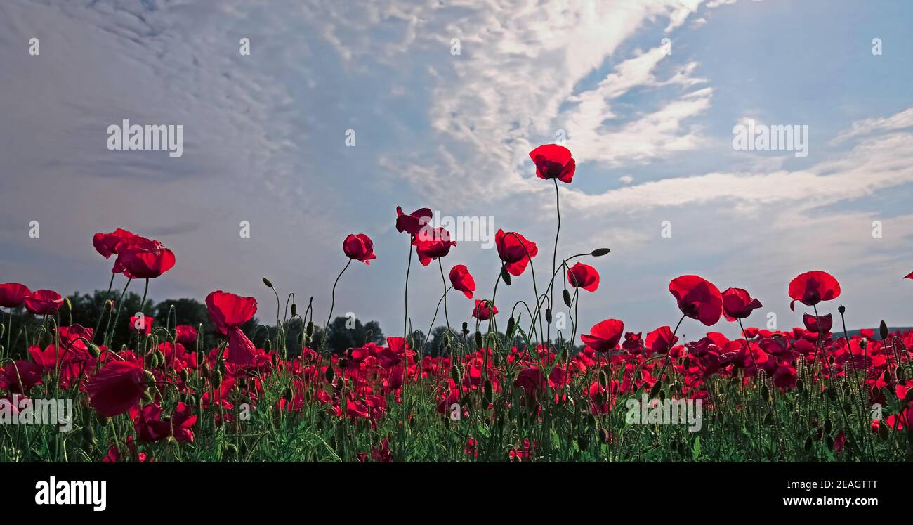 Red poppy field panoramic landscape. Remembrance Anzac Day Stock Photo ...