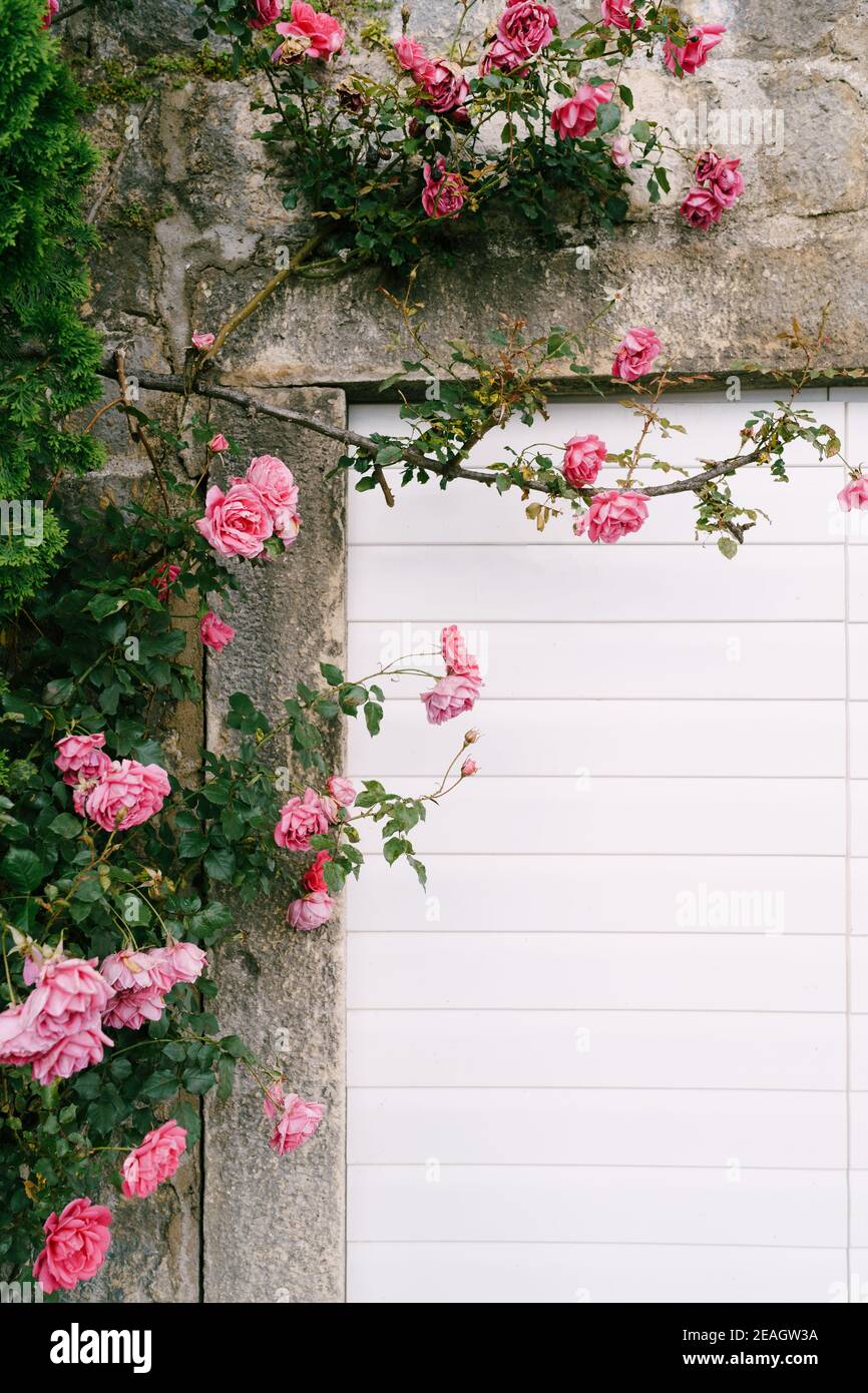 A bush of pink roses against a stone wall with an entrance with white ...
