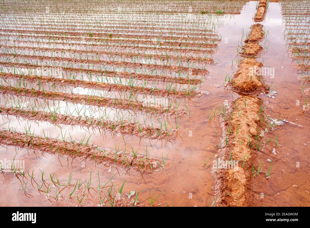 Flood irrigation hi-res stock photography and images - Alamy