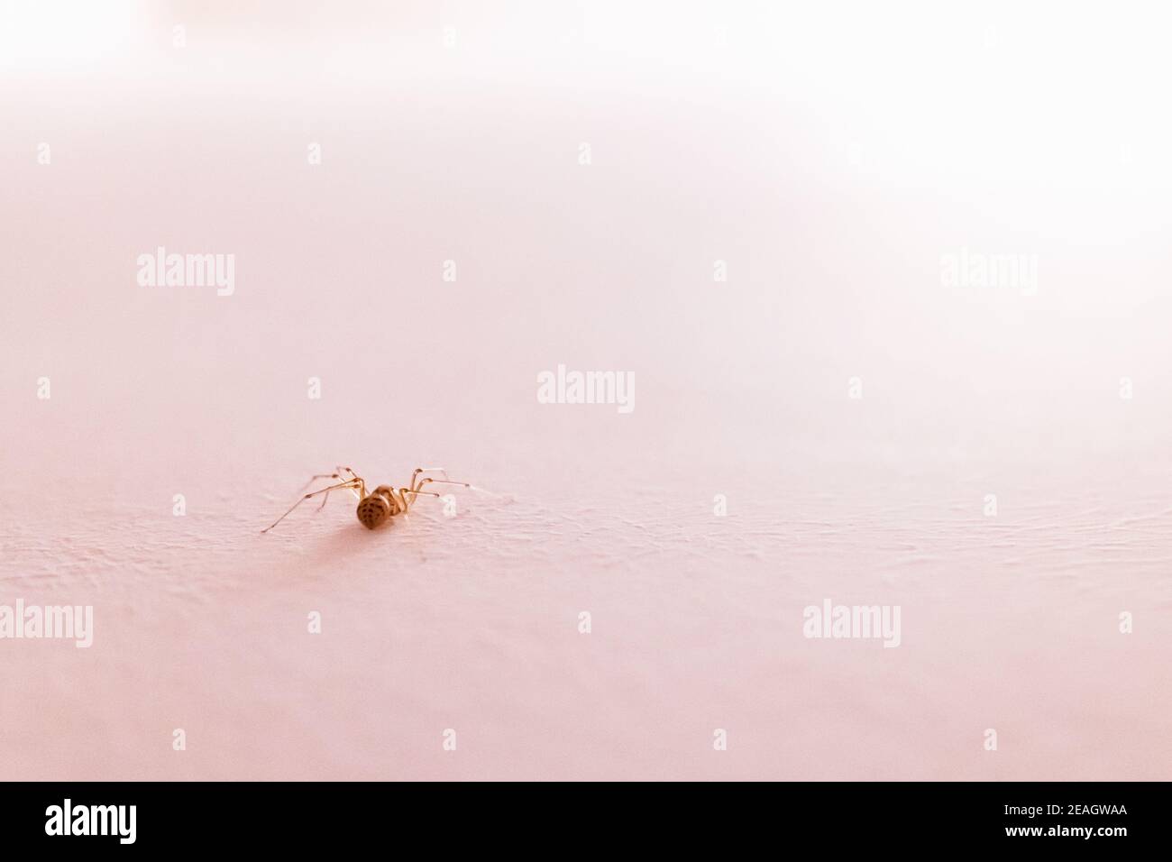 Small spider inside house, isolated on a white wall Stock Photo - Alamy