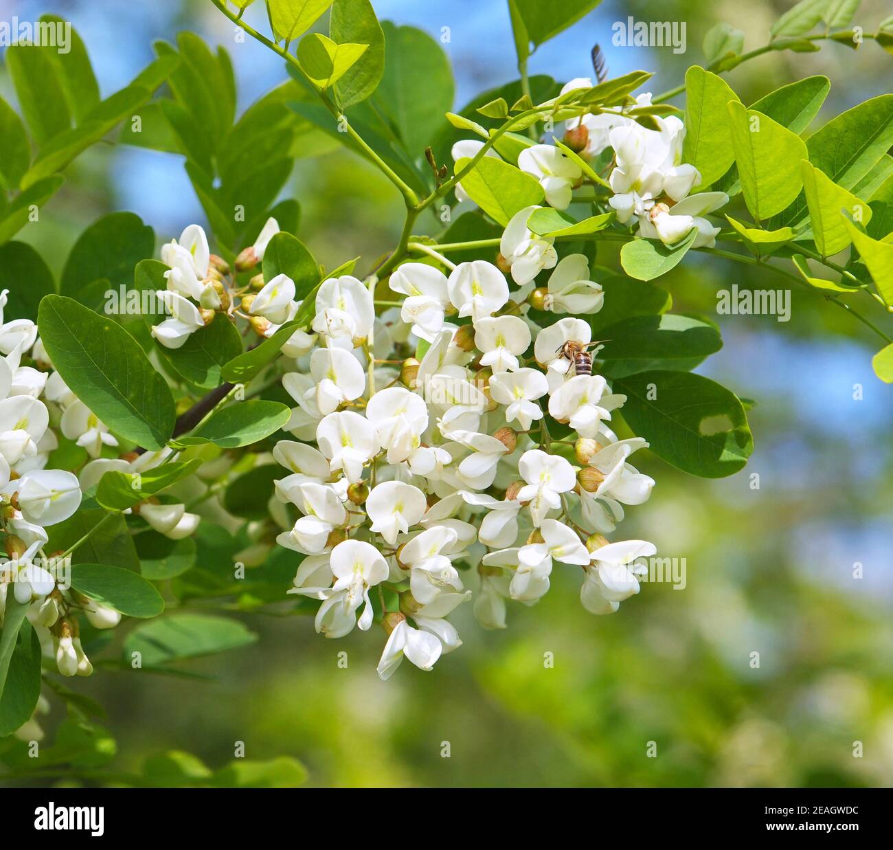 Locust tree blossom, Robinia pseudoacacia Stock Photo - Alamy