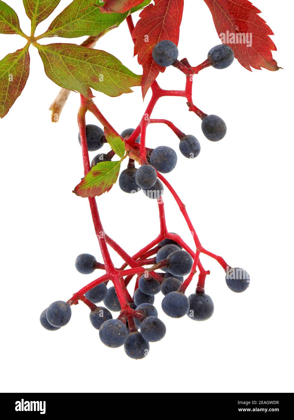 Twig of Virginia creeper with berries isolated on white, Parthenocissus ...