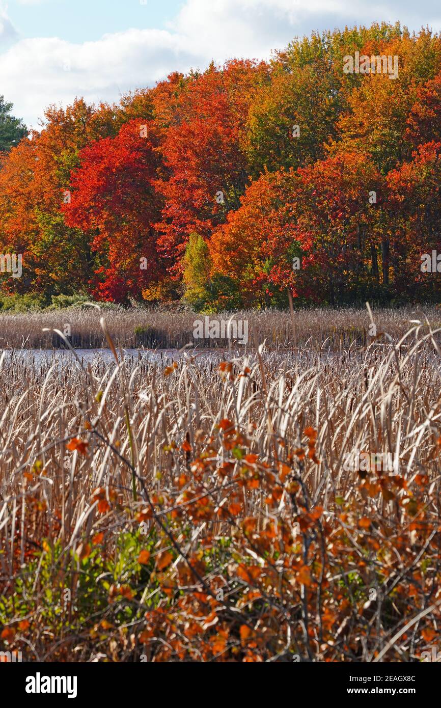 View of colorful autumn foliage by the water at the Scarborough Beach ...