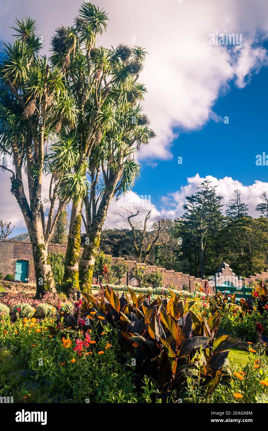 Ireland Palm Trees High Resolution Stock Photography and Images - Alamy