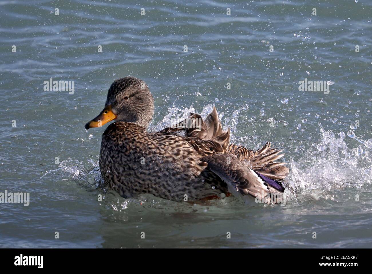 Mating season of the mallards hi-res stock photography and images - Alamy