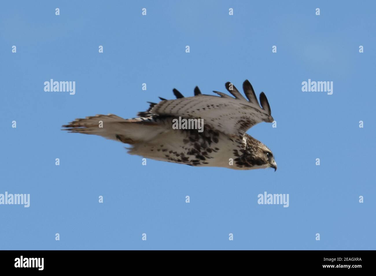 Red Tailed hawks on winter afternoon Stock Photo - Alamy