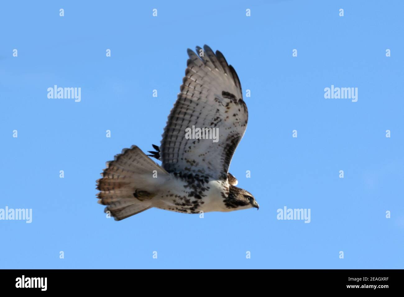 Red Tailed hawks on winter afternoon Stock Photo - Alamy