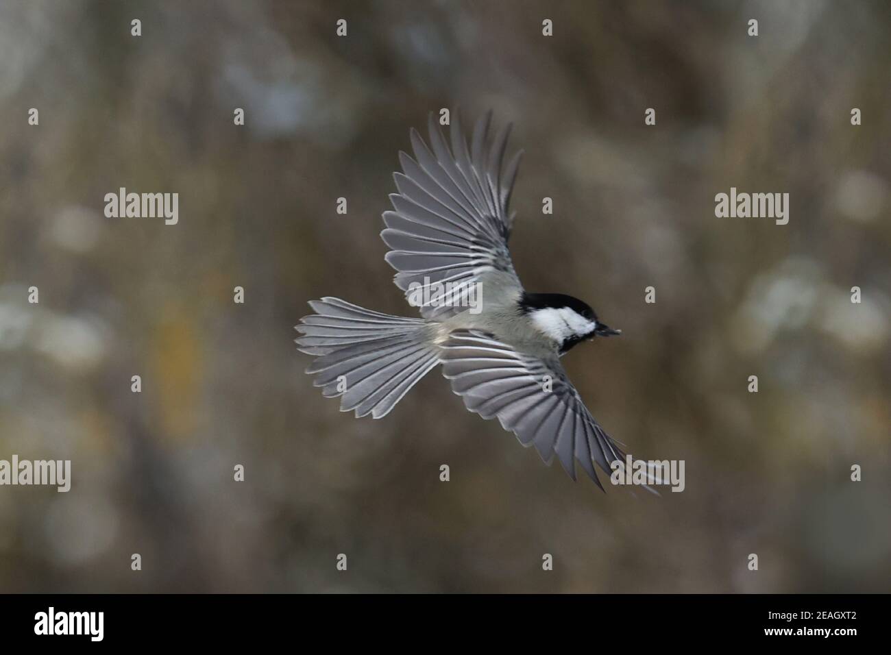 Stop Action Of Chickadee In Flight High Resolution Stock Photography ...
