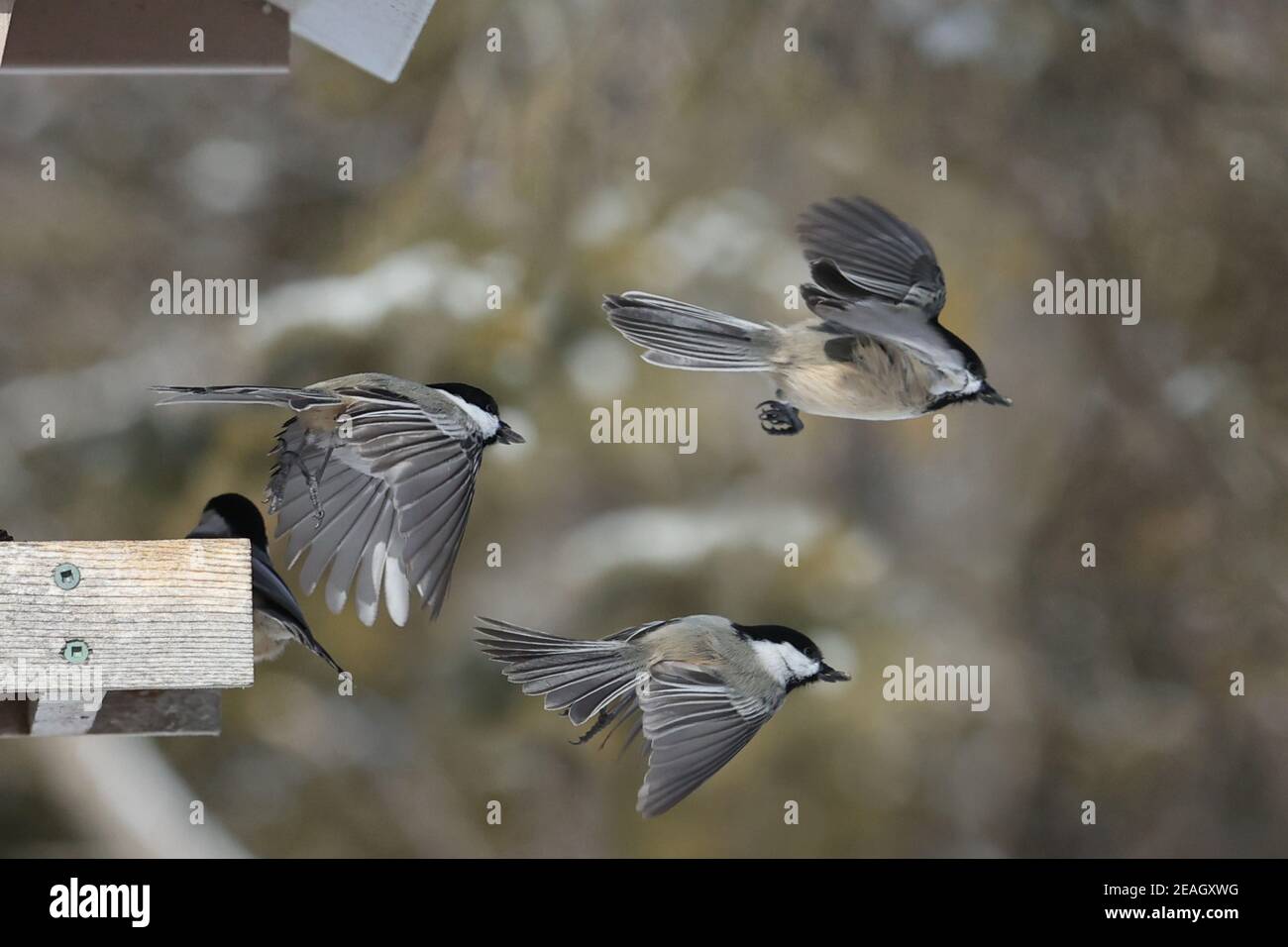Black capped chickadee flock hi-res stock photography and images - Alamy