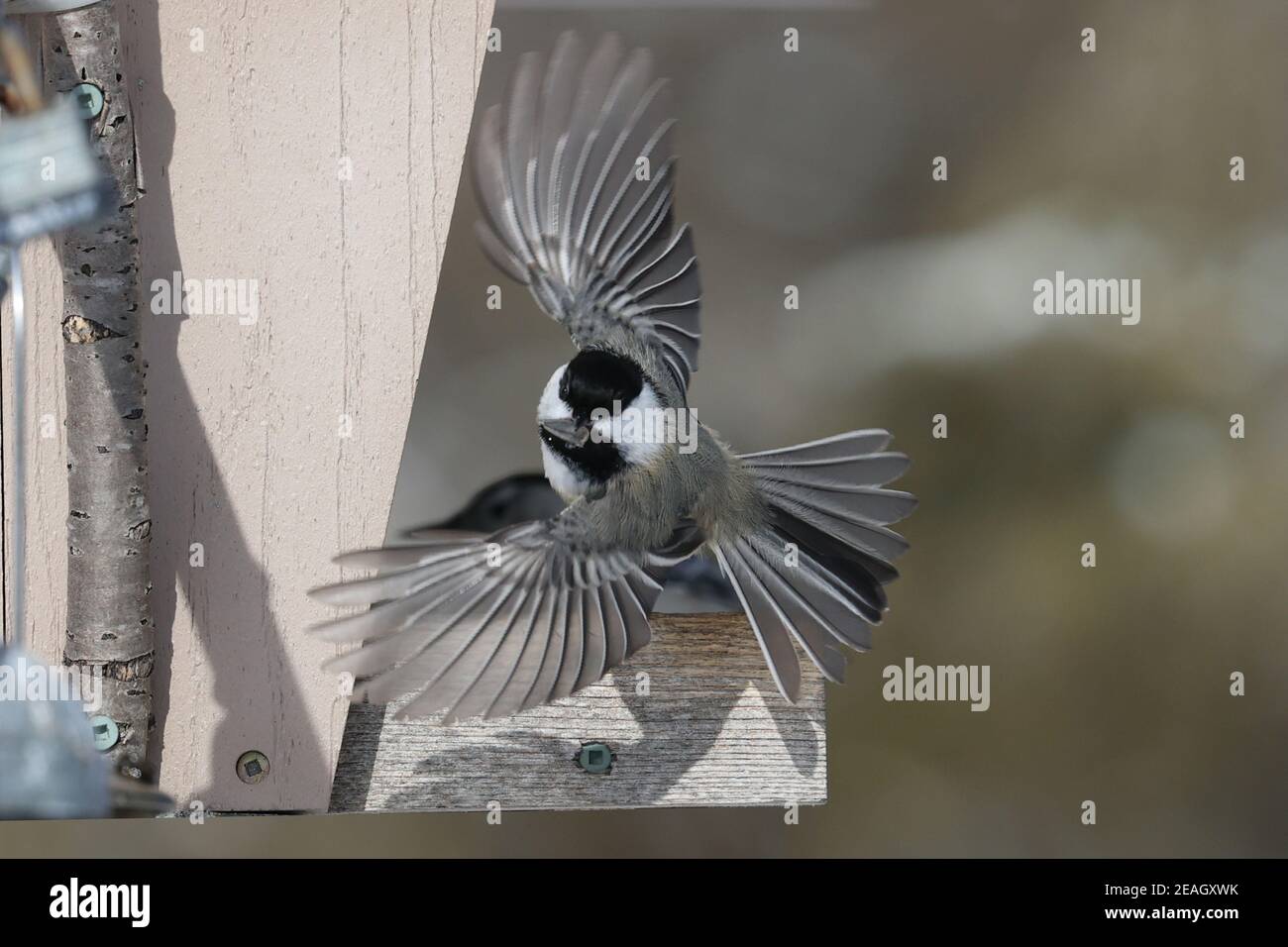 Black capped chickadee flock hi-res stock photography and images - Alamy