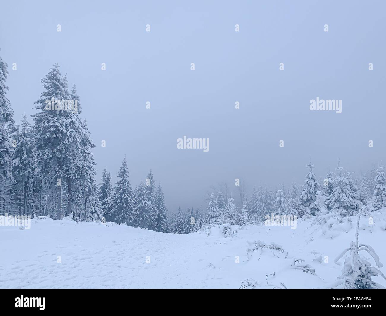 Beautiful forest covered by snow. Spruce Trees in winter landscape ...