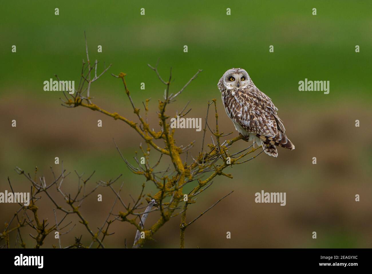 Suffolk owl hi-res stock photography and images - Alamy