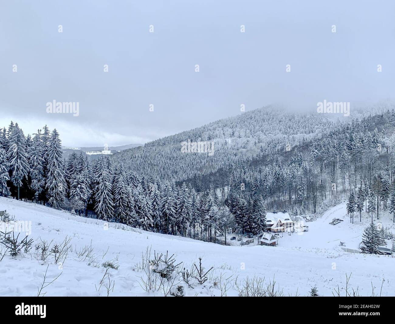 Beautiful forest covered by snow. Spruce Trees in winter landscape ...