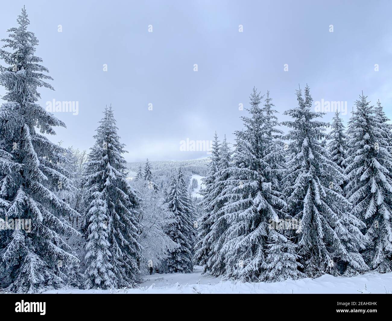 Beautiful forest covered by snow. Spruce Trees in winter landscape ...