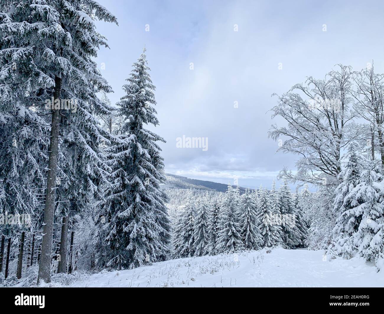 Beautiful forest covered by snow. Spruce Trees in winter landscape ...