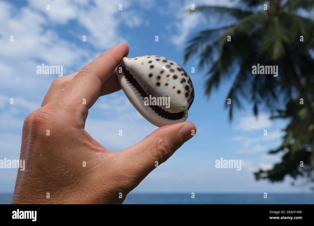 Indonesia Bali North Bali - Hand holding a sea shell Stock Photo - Alamy