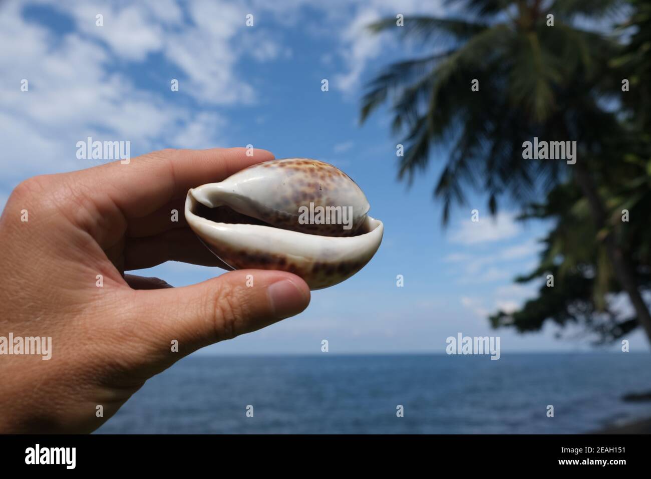 Indonesia Bali North Bali - Hand holding a sea shell Stock Photo - Alamy