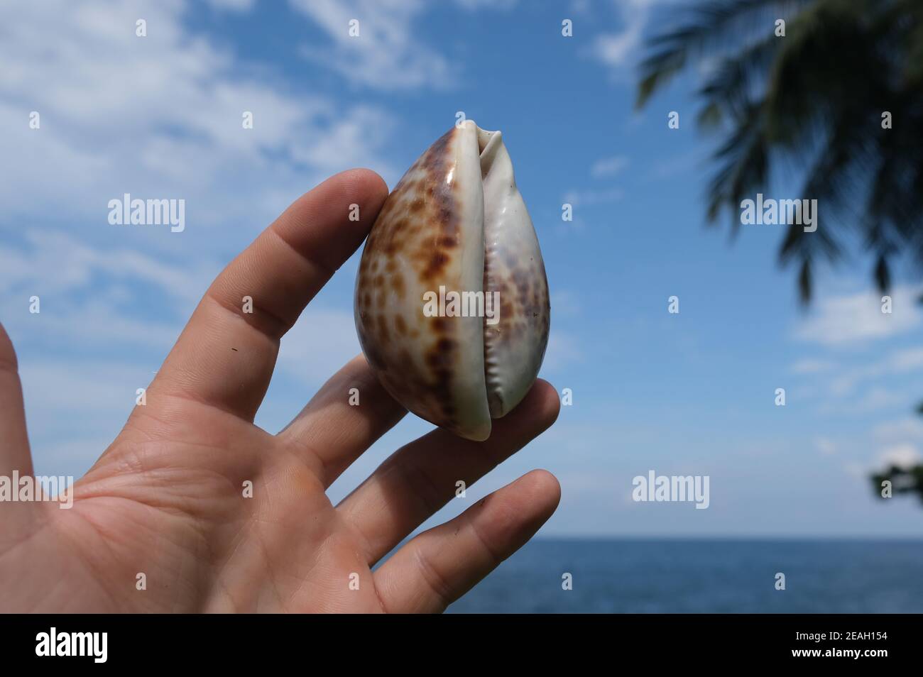 Indonesia Bali North Bali - Hand holding a sea shell Stock Photo - Alamy