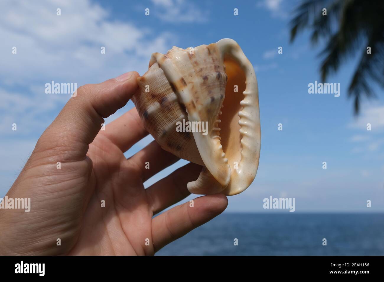 Indonesia Bali North Bali - Hand holding a sea shell Stock Photo - Alamy