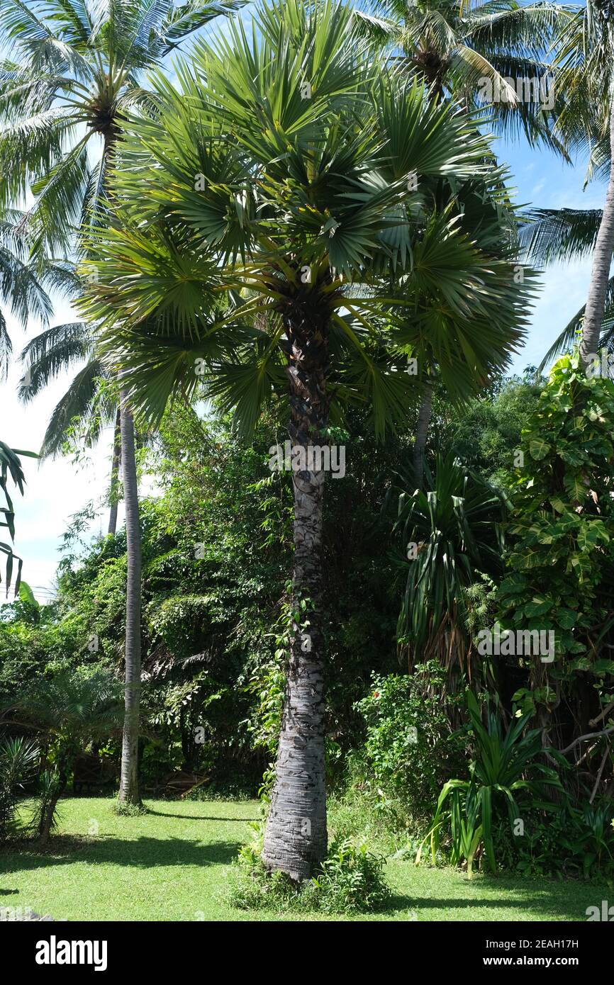 Palm tree seeds hi-res stock photography and images - Alamy