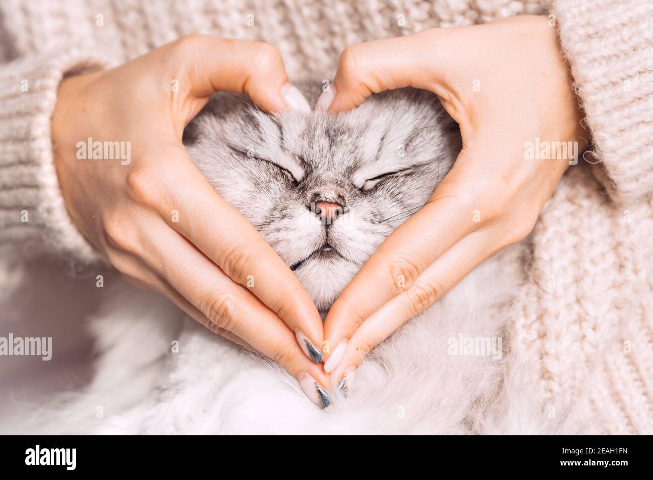 Woman holding her lovely fluffy cute cat face and making a heart shape ...