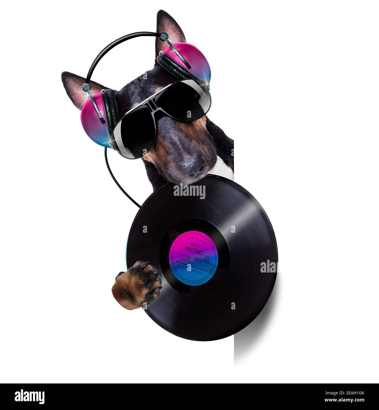 Dj bull terrier dog playing music in a club with disco ball , isolated ...