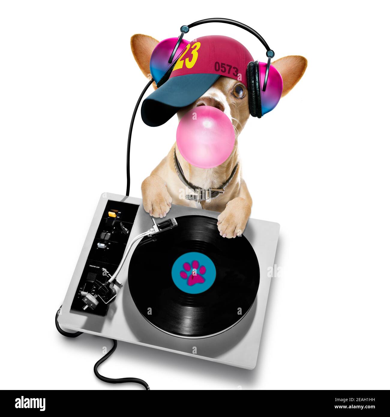 chihuahua dog playing music in a club with disco ball , isolated on ...