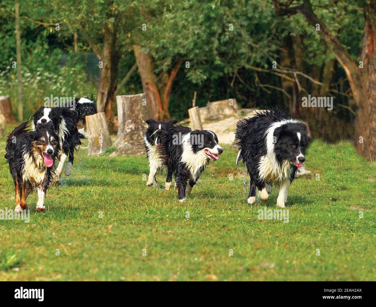 Border collies group hi-res stock photography and images - Alamy