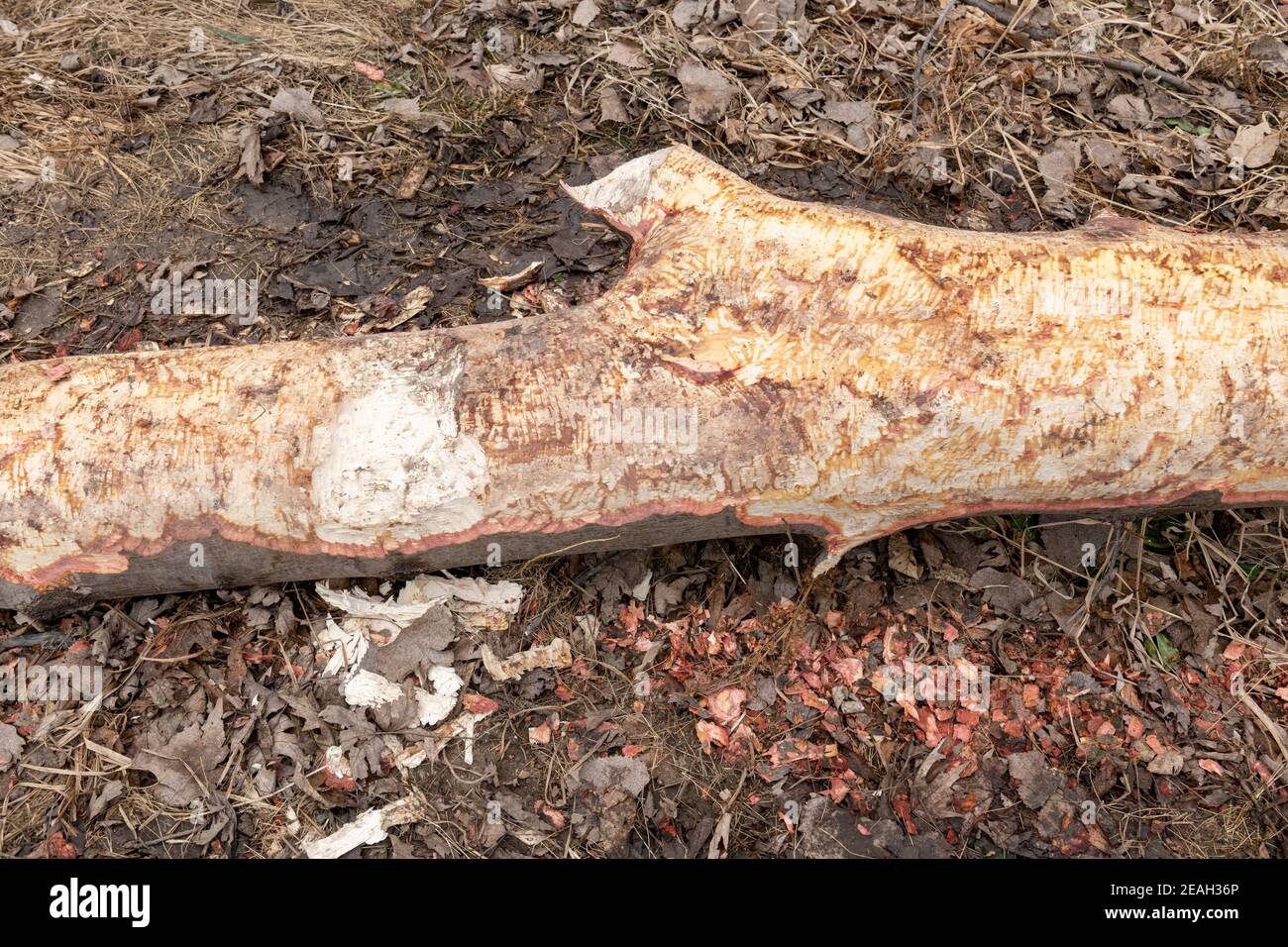 Trees felled, bark stripped, from Beaver feeding activity, E. North ...