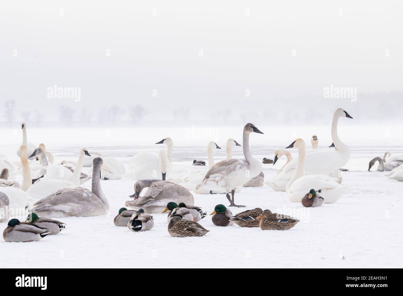 Trumpeter swans (Cygnus buccinator) and Mallard Ducks (Anas ...