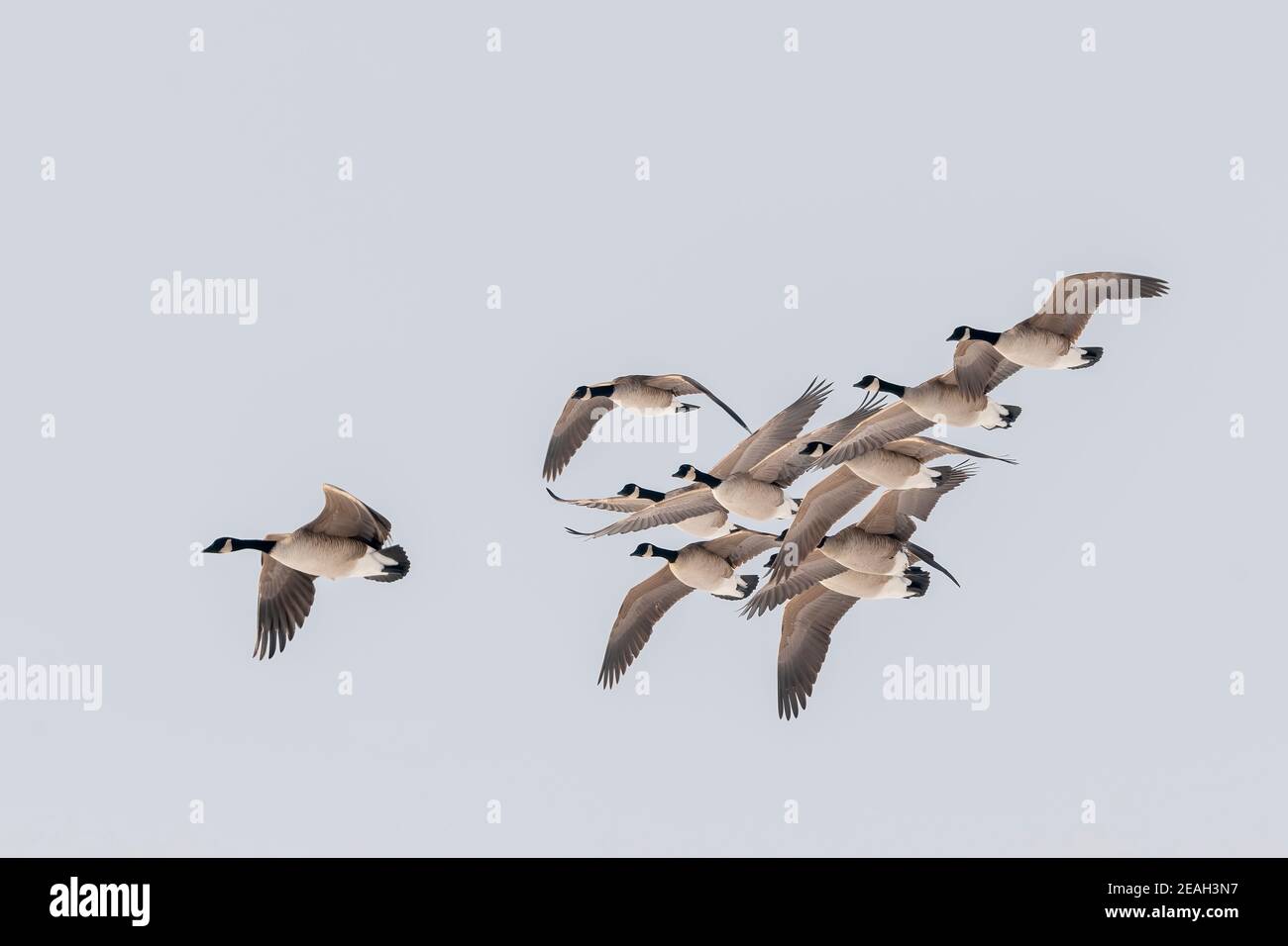 Life cycle of geese hi-res stock photography and images - Alamy