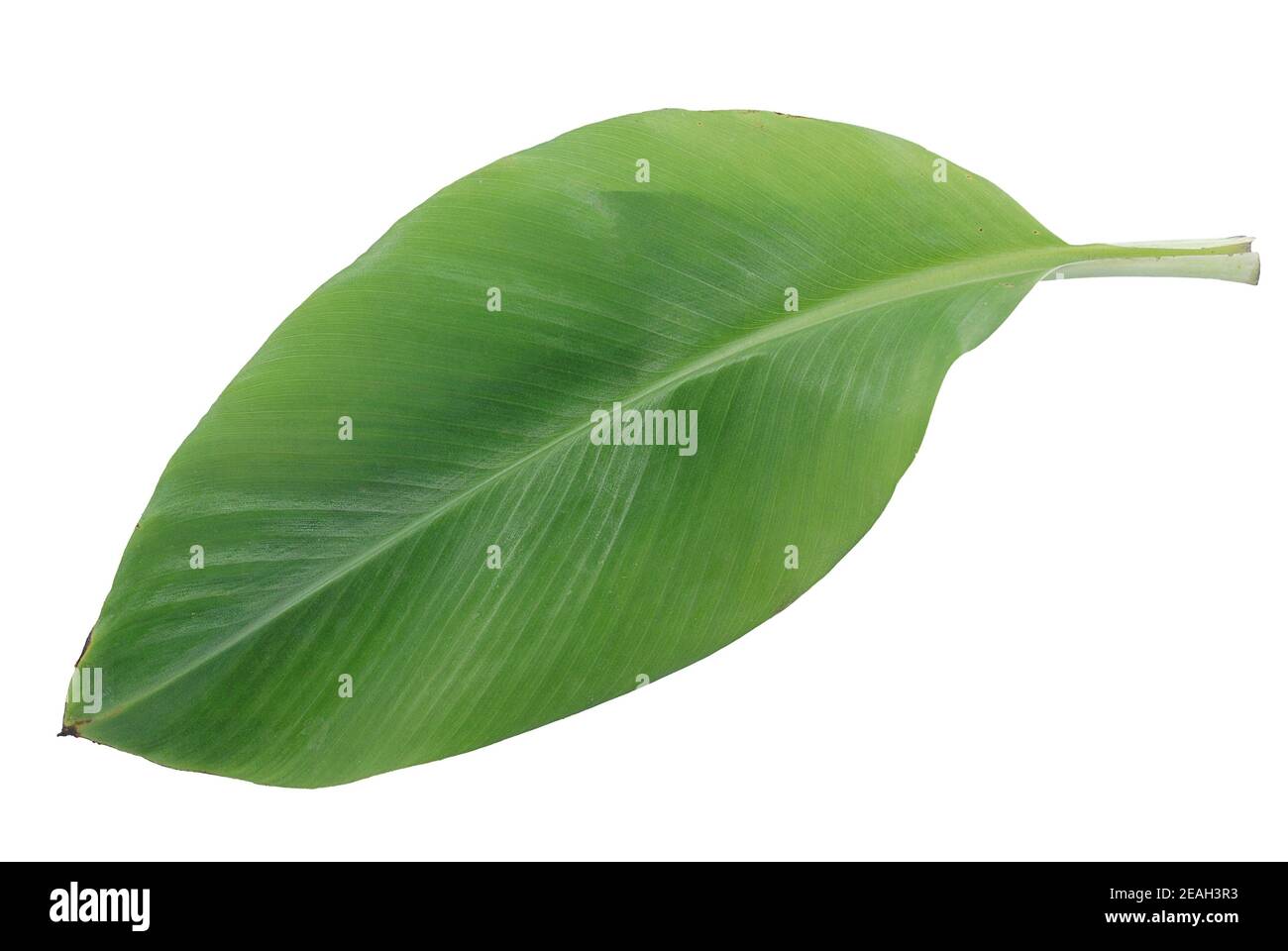 Banana leaf garden Cut Out Stock Images & Pictures - Alamy