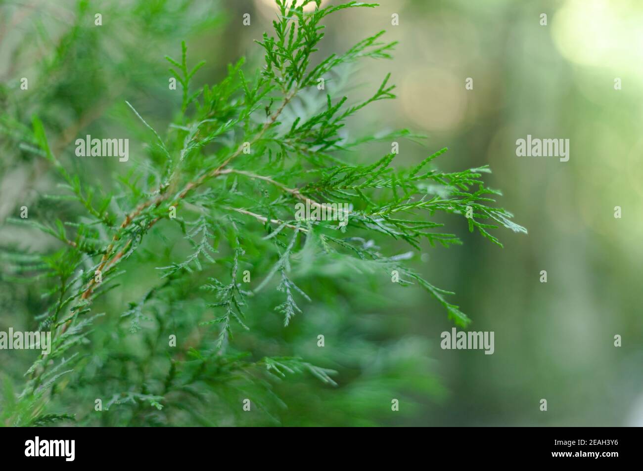 Green juniper close-up Stock Photo - Alamy