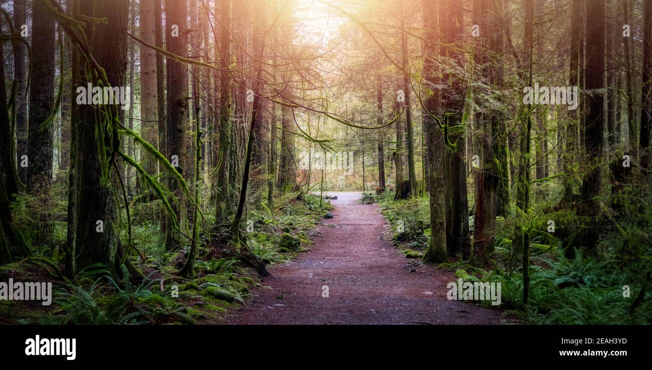 Canadian Forest View Stock Photo - Alamy