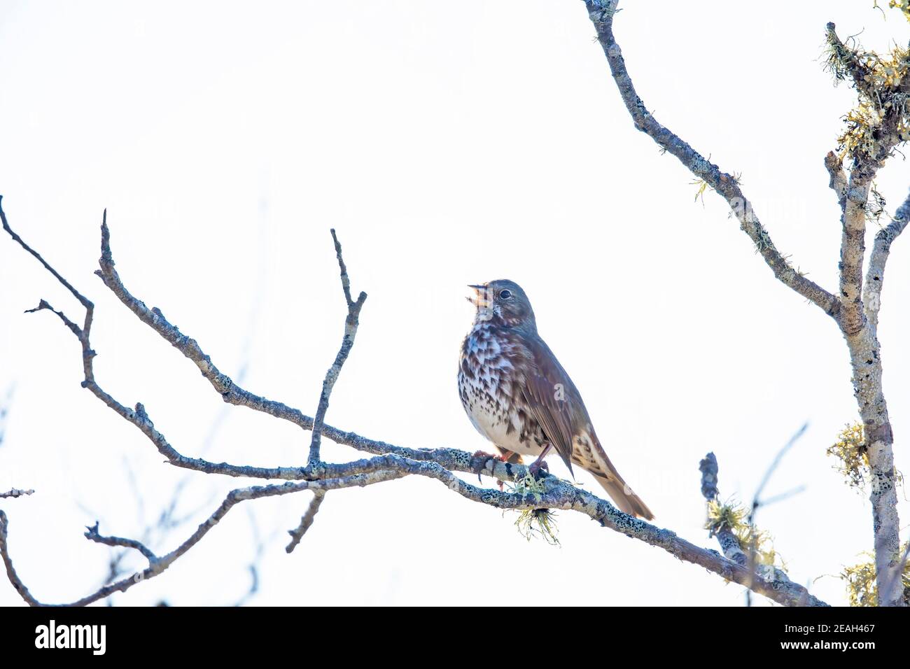 Hermit thrush singing hi-res stock photography and images - Alamy