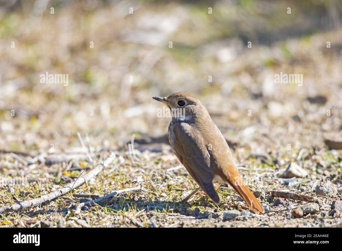 Thrush on ground hi-res stock photography and images - Alamy