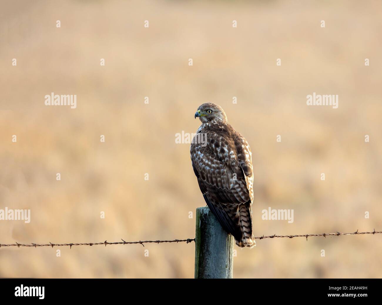 Red tailed Hawk Stock Photo - Alamy
