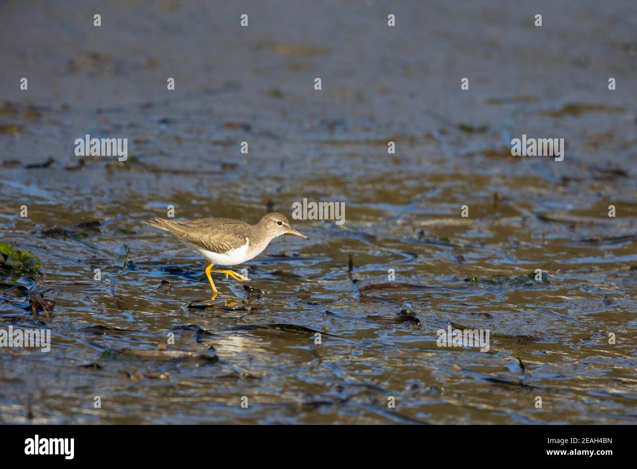 Spotted Sandpiper Winter Plumage Stock Photo - Alamy