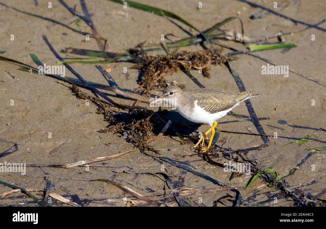 Spotted Sandpiper Winter Plumage Stock Photo - Alamy