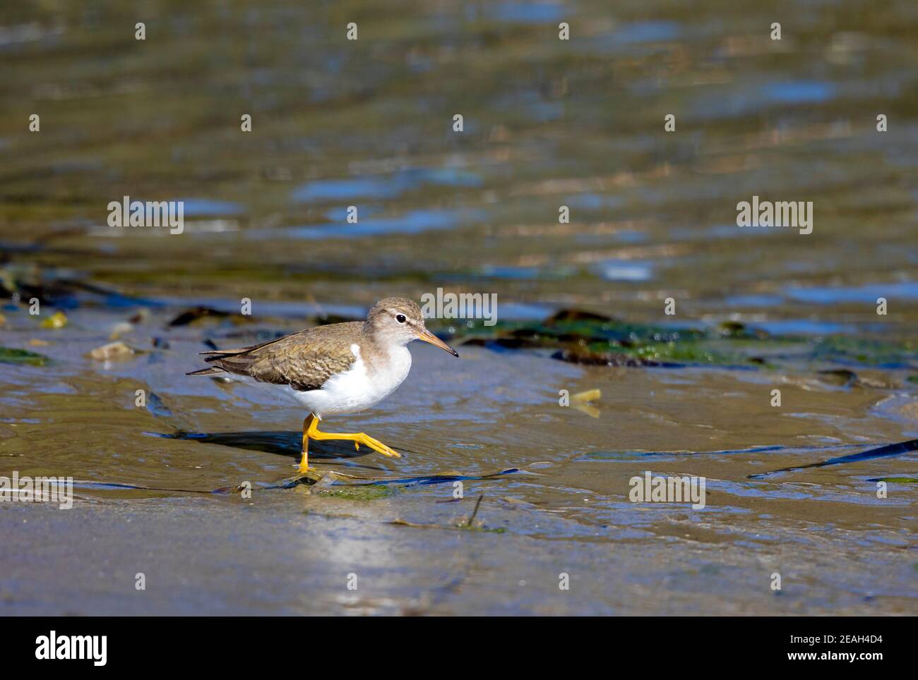 Spotted Sandpiper Winter Plumage Stock Photo - Alamy