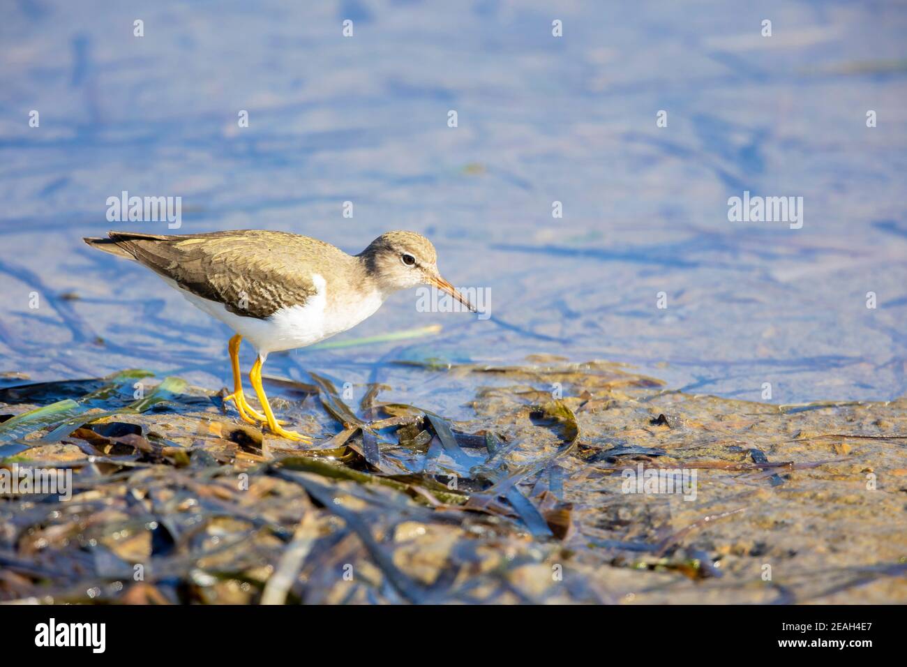 Spotted Sandpiper Winter Plumage Stock Photo - Alamy